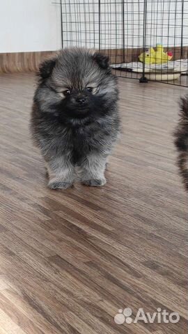 Померанский шпиц