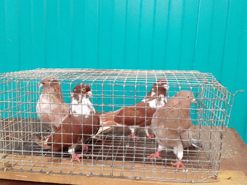 Продажа голубей