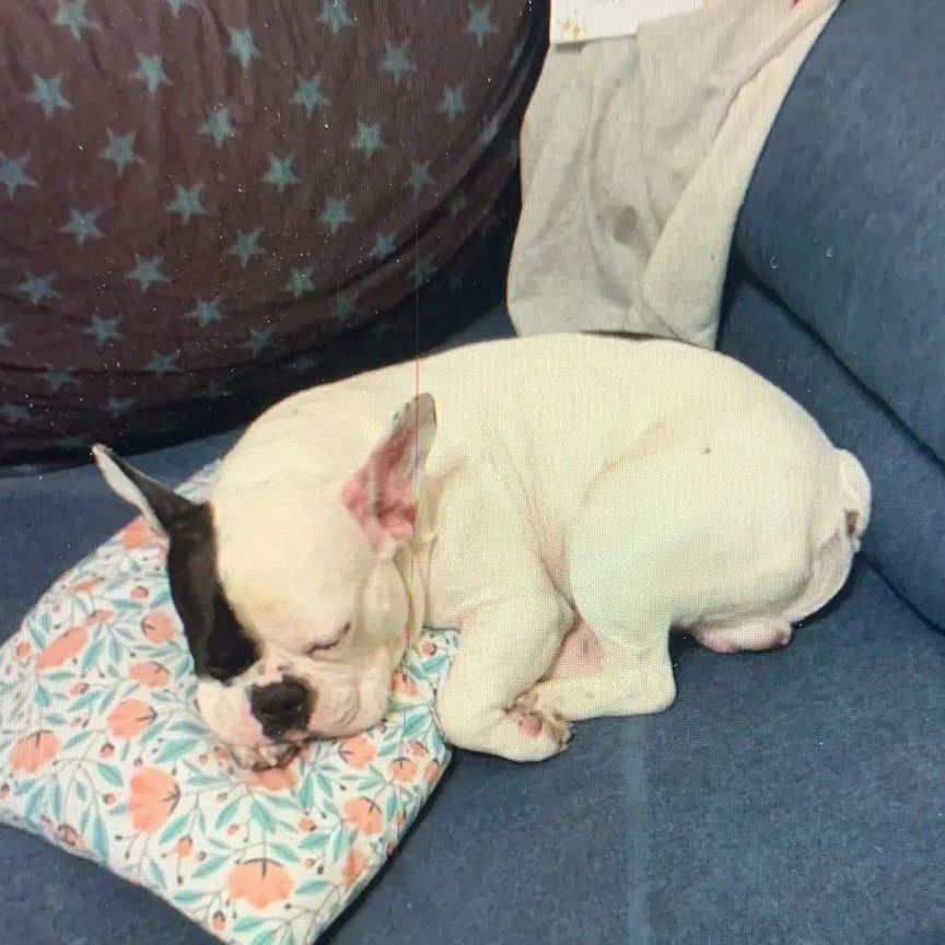 Французский бульдог, взрослый пёс