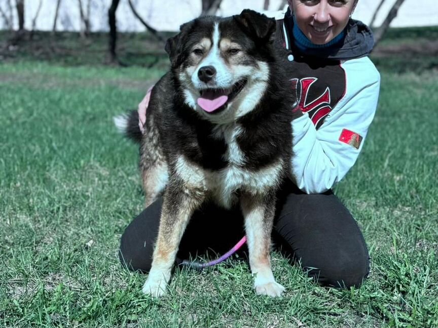 Собака в добрые руки