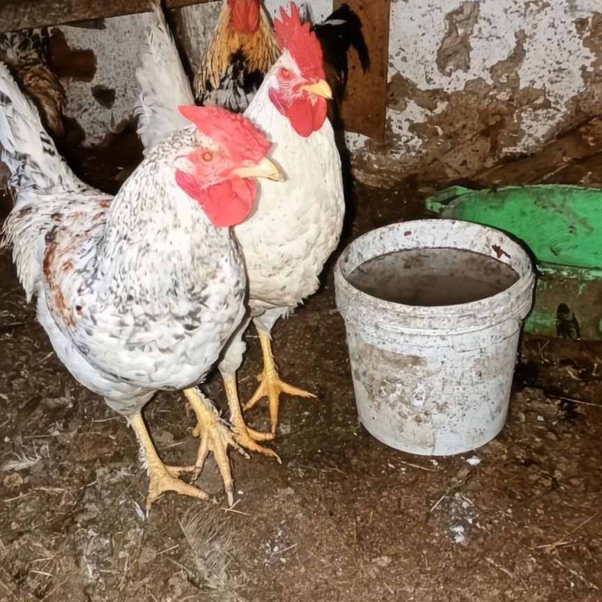 Домашние молодые петухи