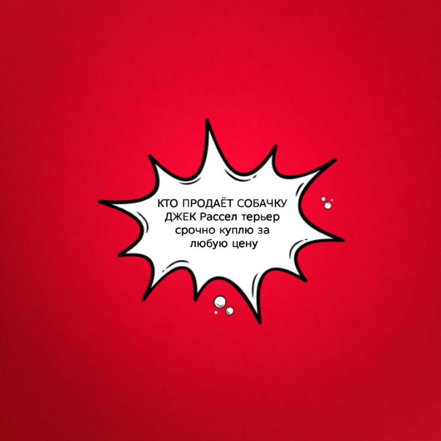 Джек-рассел-терьер, щенок