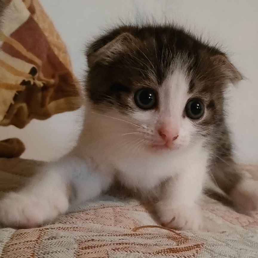 Вислоухая кошечка