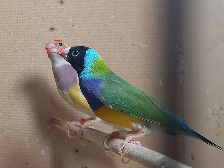 Амадины гульда