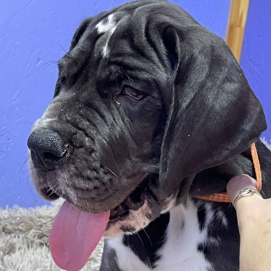 Щенки немецкого дога (девочка)