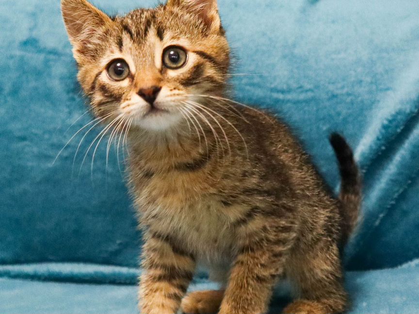 Котенок Бантик - игривый попрыгунчик
