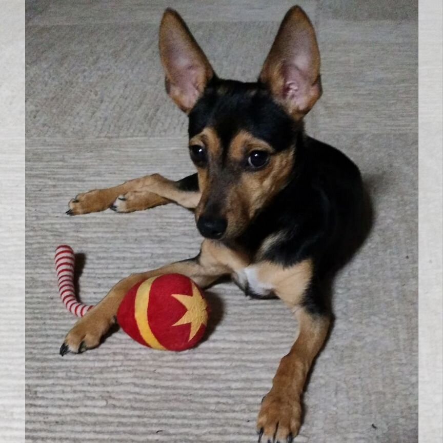 Щенок в добрые руки