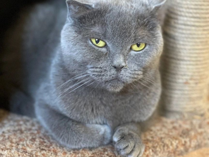 Плюшевая вислоушка Кэрри