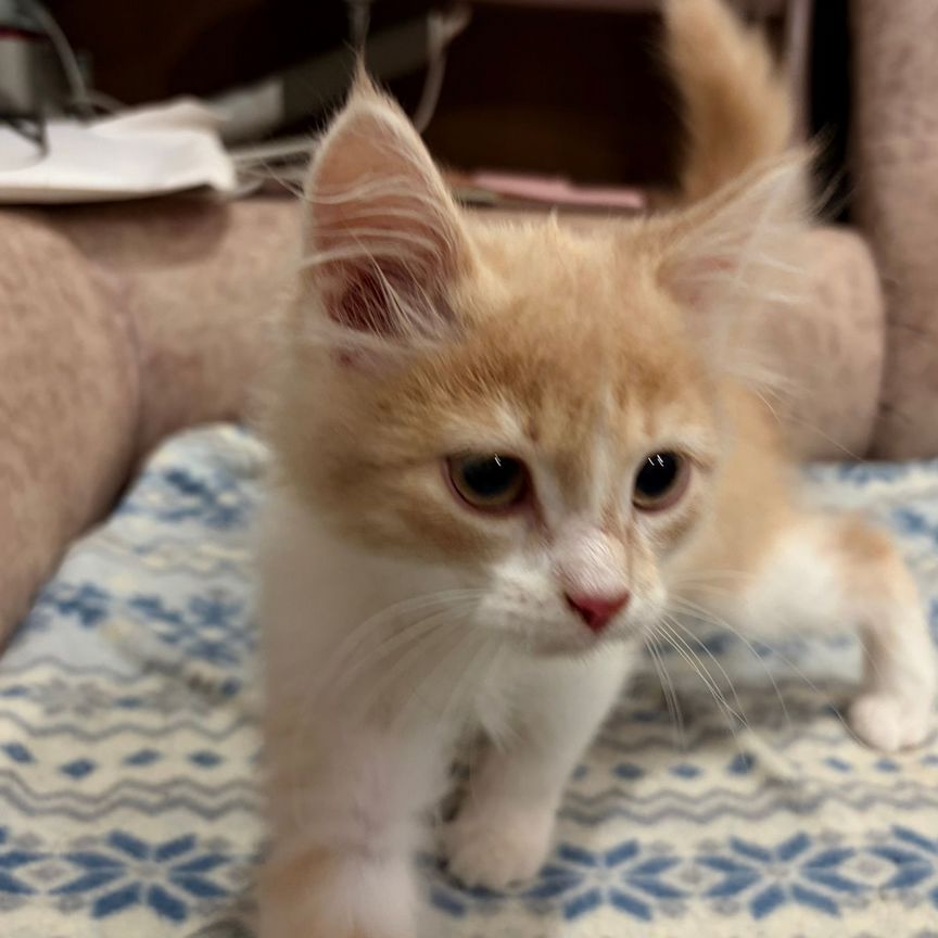 Котёнок в добрые руки