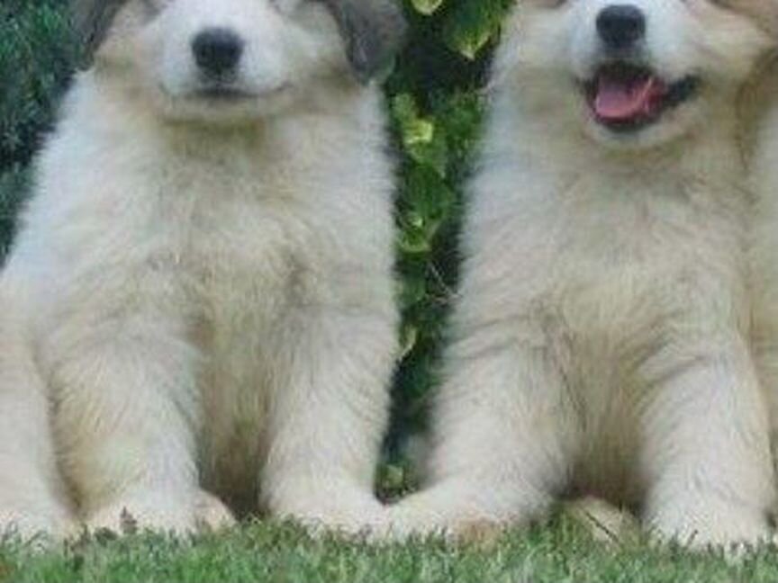 Щенки Пиренейской горной собаки