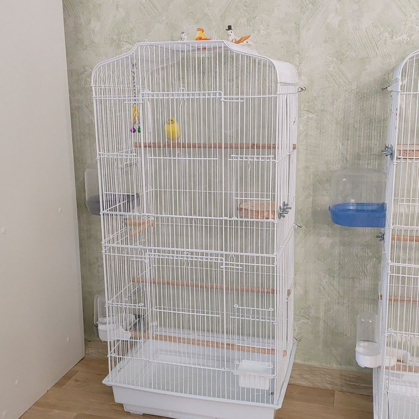 Клетка с канарейкой