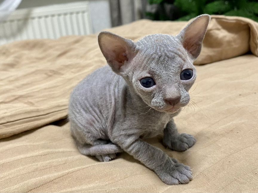 Донской сфинкс котята