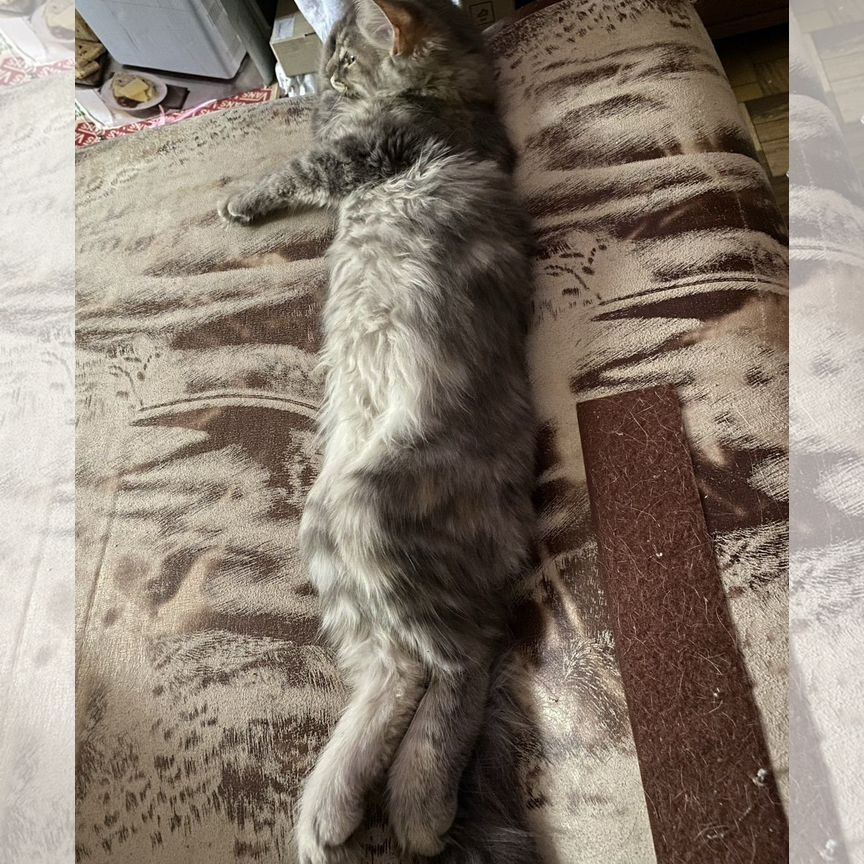 Кошечка в добрые руки