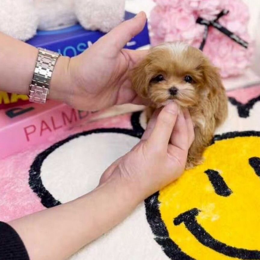 Мальтипу, щенок