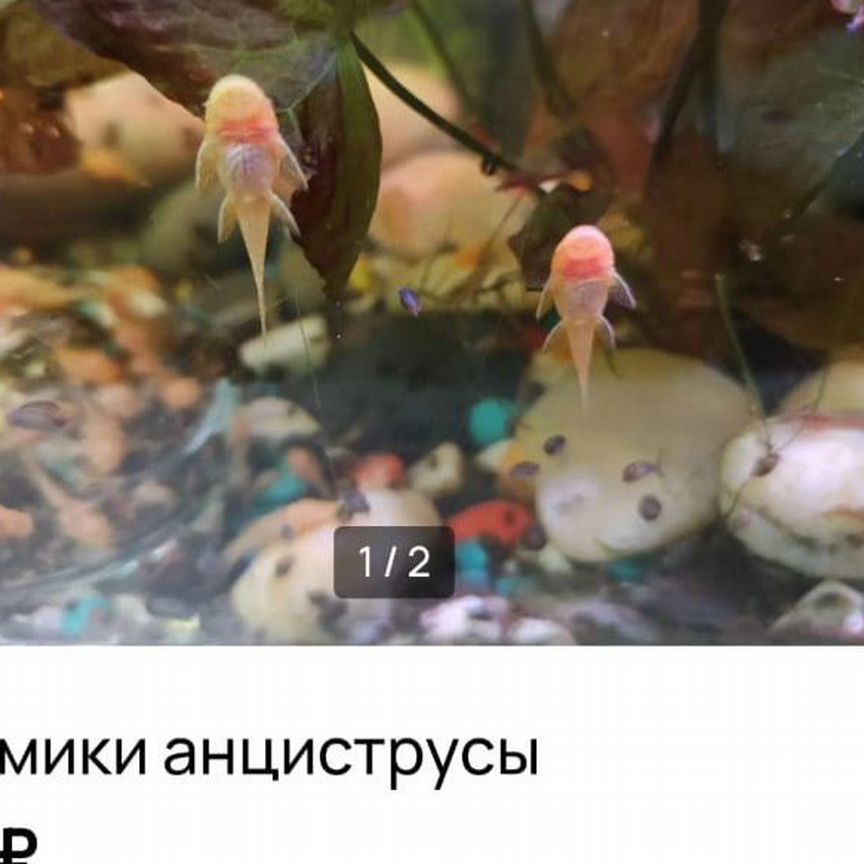 Аквариумные рыбы