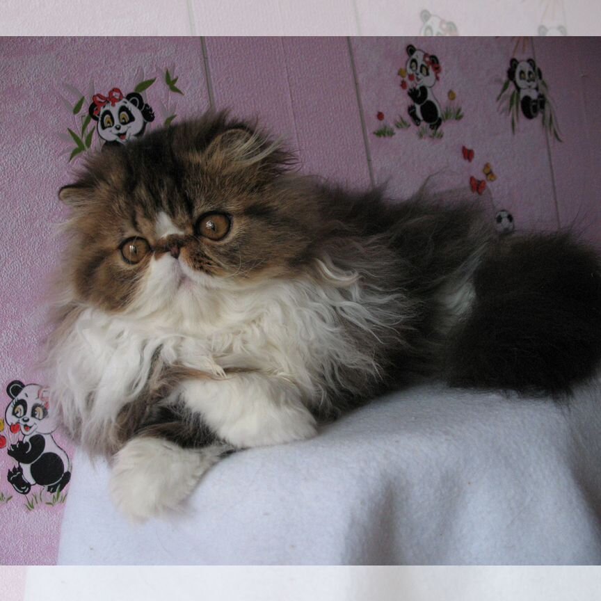 Персидский котик