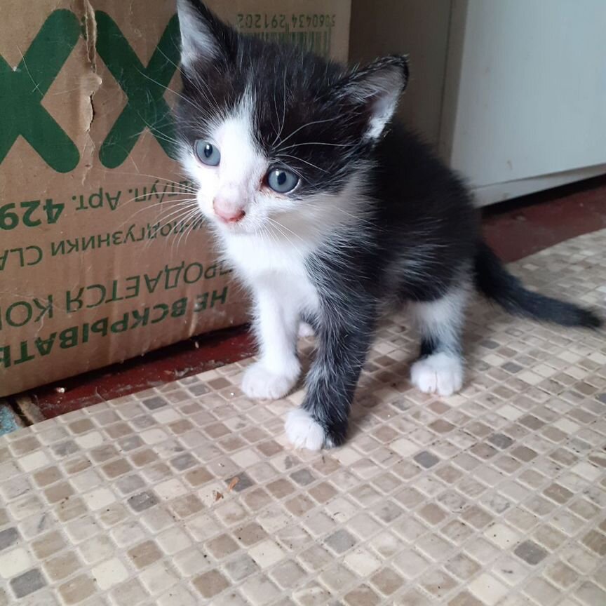 Кошка
