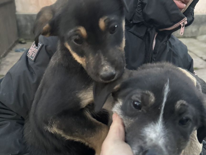 Щеночки мальчики Тимка и Бимка