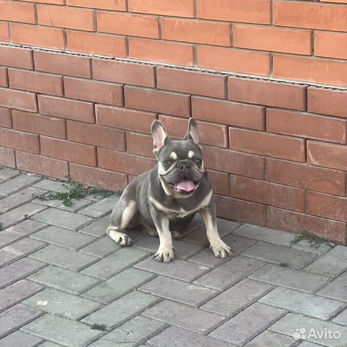 Девочка лилак тан