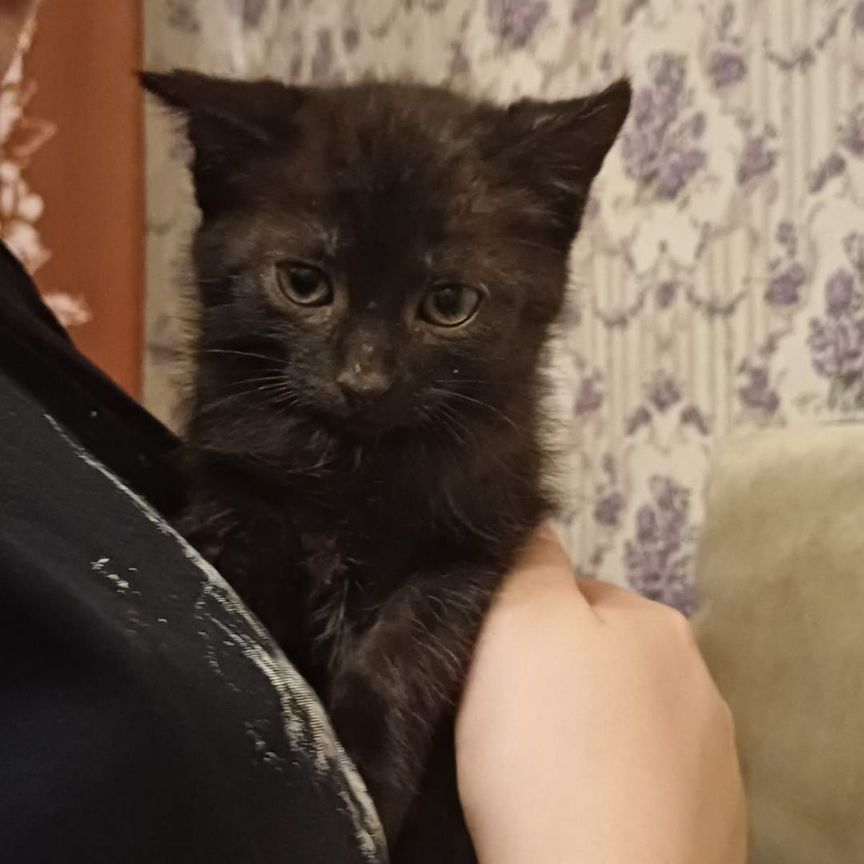 Котята домашние