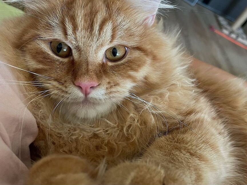 Сибирский кот в добрые руки