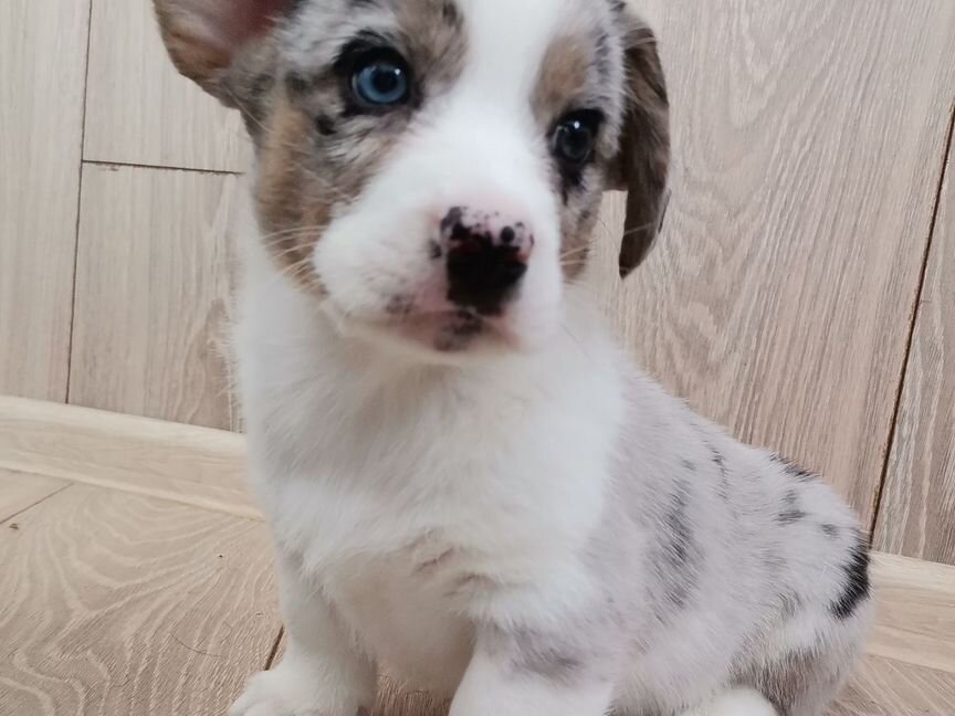 Вельш-корги кардиган мраморный