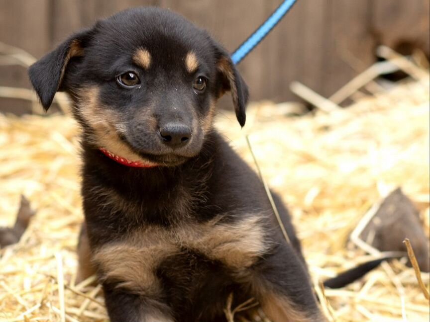 Щенки овчаристые метисы в добрые руки