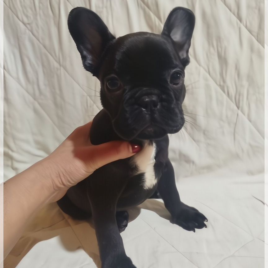 Французский бульдог, щенок