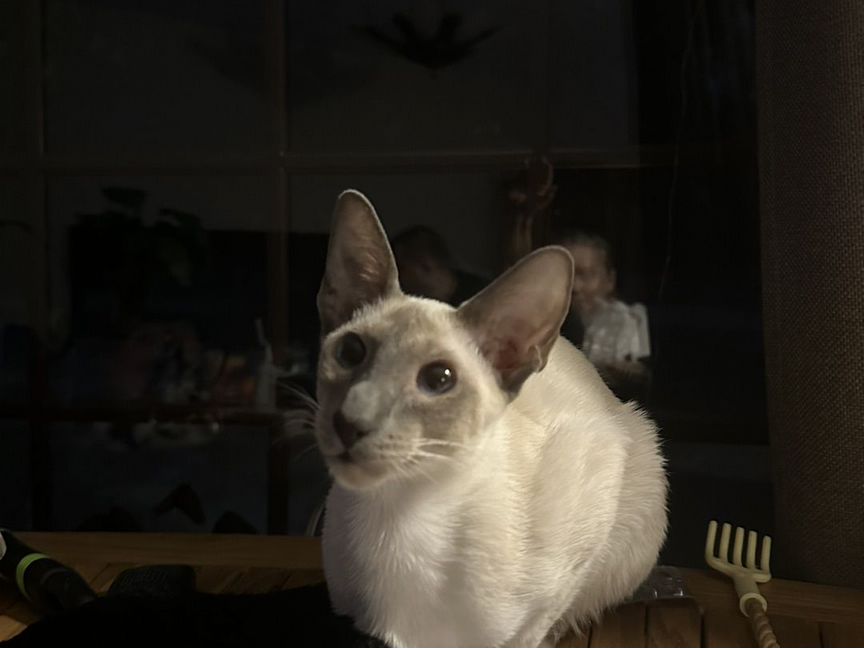 Отдам кошку в добрые руки