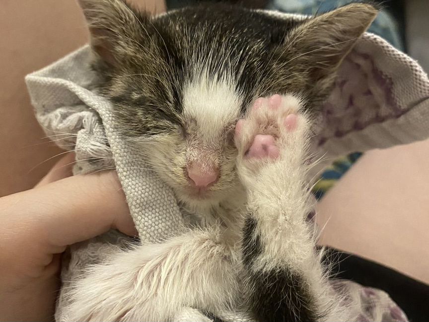 Котенок девочка в добрые руки