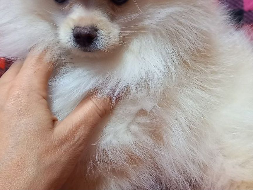 Мишка померашка