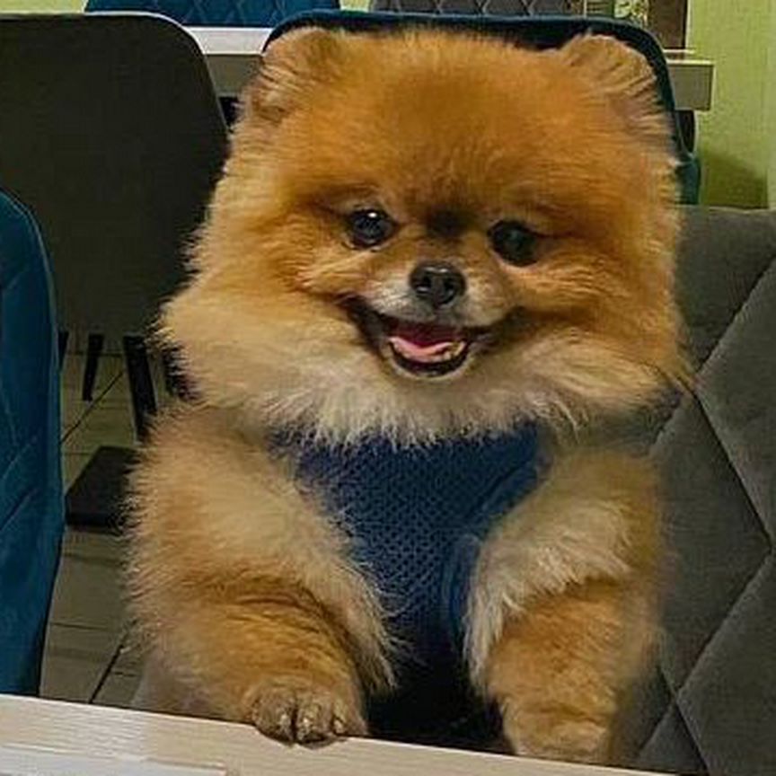 Померанский шпиц, вязка