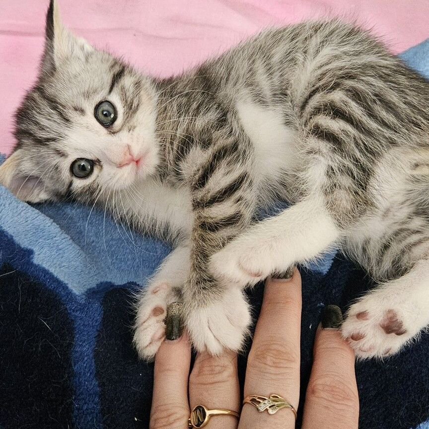 Котёнок в добрые руки