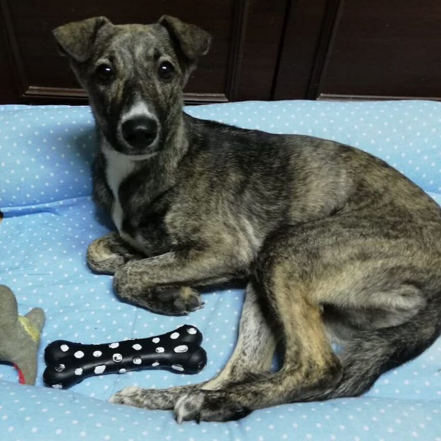 Собака в добрые и ответственные ручки