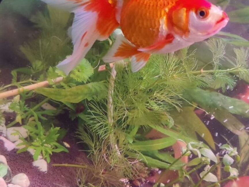 Золотая рыбка Риукин