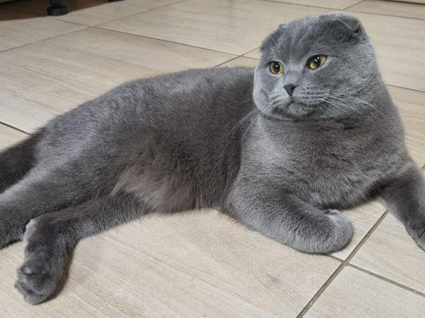 Кот шотландец на вязку