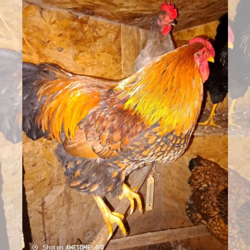 Виандот, петух и курица