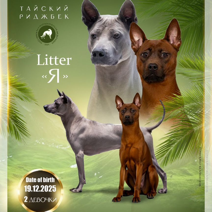 Тайский риджбек, щенок