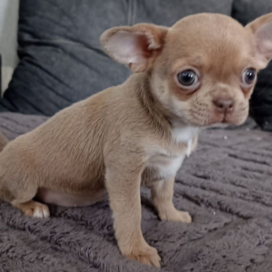 Чиходевочка