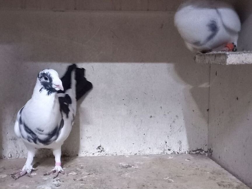 Голуби Адана