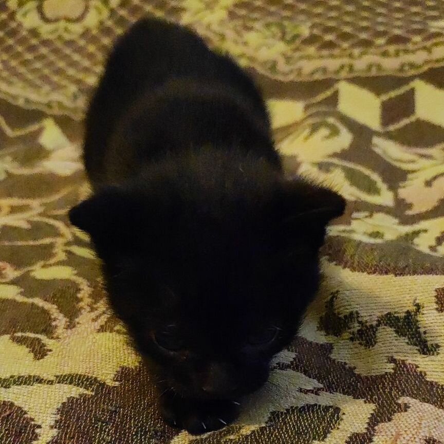 Курильский бобтейл короткошёрстный котёнок