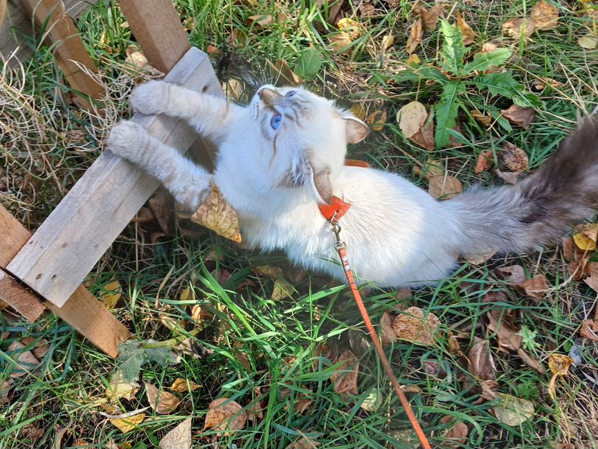 Невский маскарадный котёнок