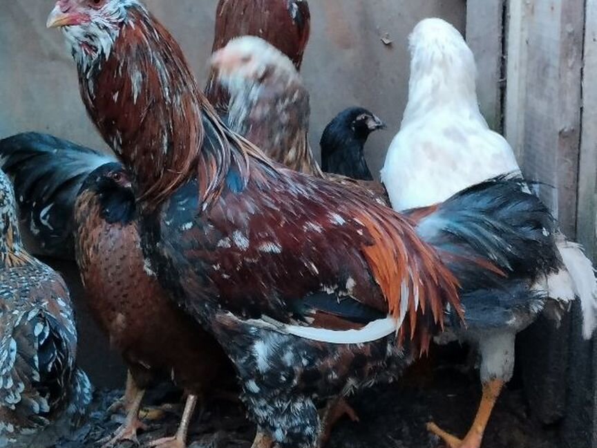 Петух Орловской породы