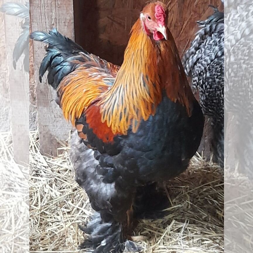 Петух Брама Куропатчатая