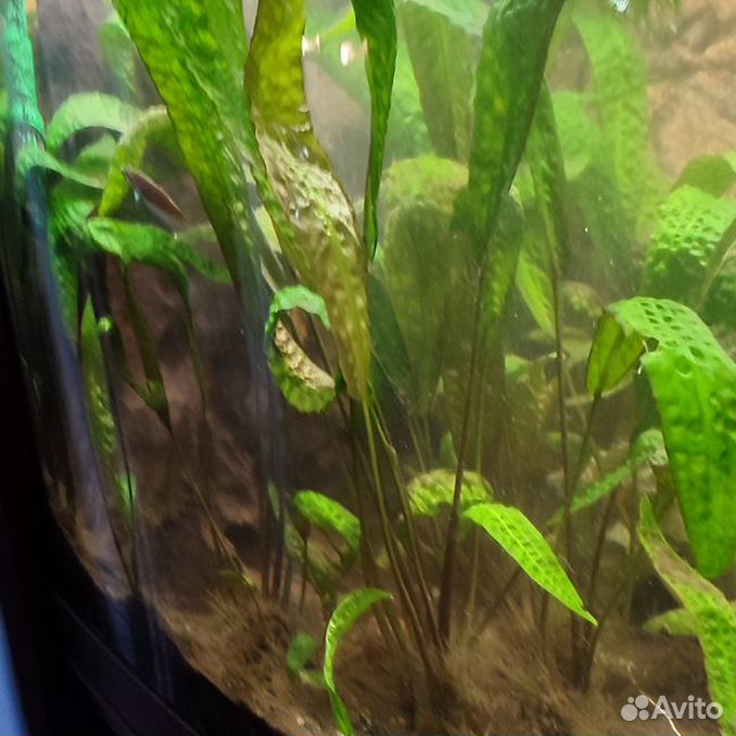 Криптокорина апоногетонолистная, Эхинодорус Рубин