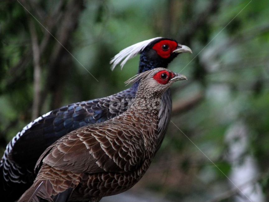 Непальский белохохлый фазан