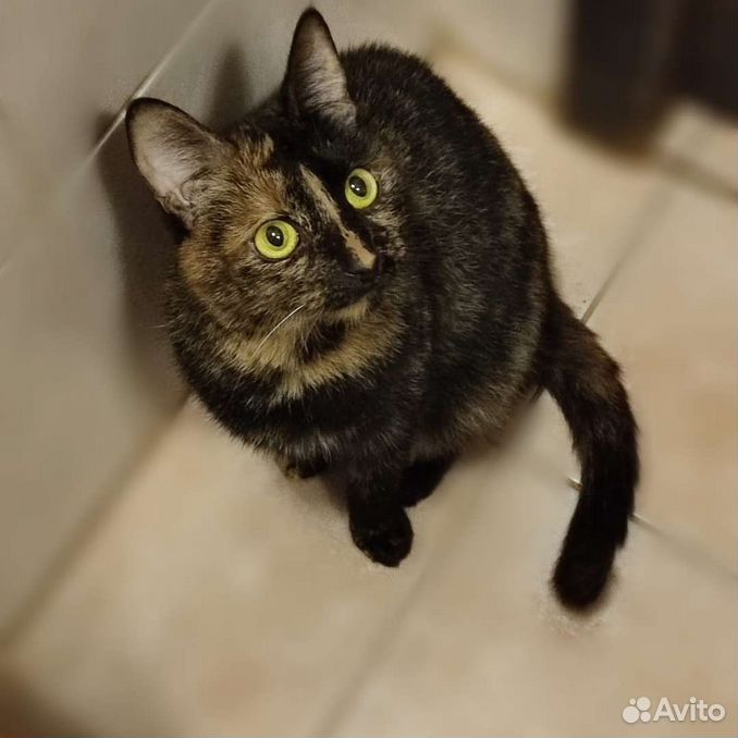 Моника ищет дом