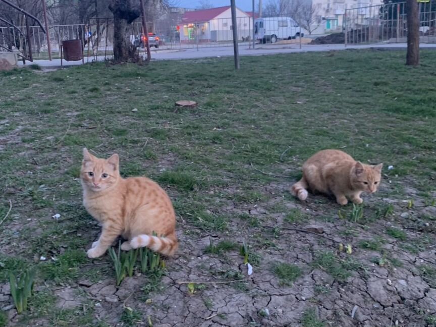 Особенный котенок