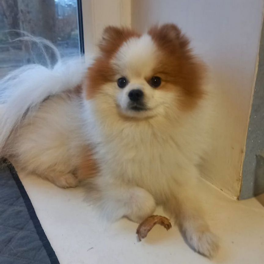 Случка шпиц