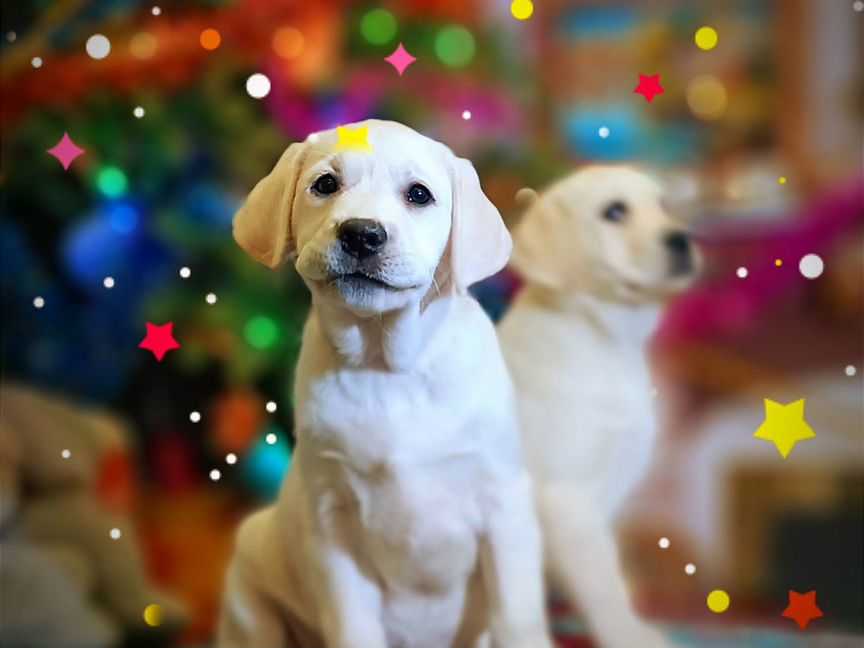 Щенки лабрадора